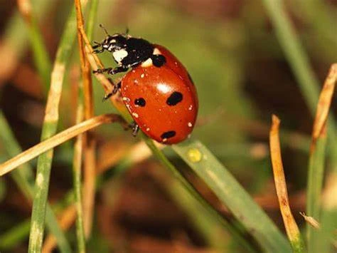 Bug | Looney Tunes Fan Fiction Wiki | Fandom