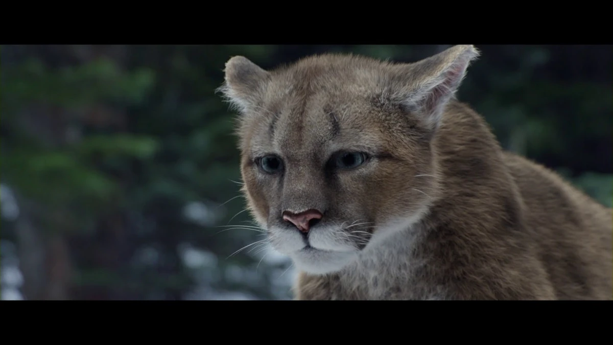 The Cougar King II: Samson's Clowder (LooneyNelvanaTunesRockz Style ...