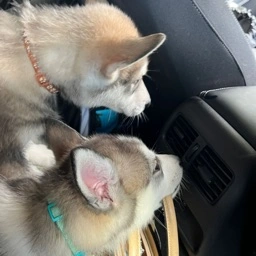 Shadow | Lootify Wiki | Fandom