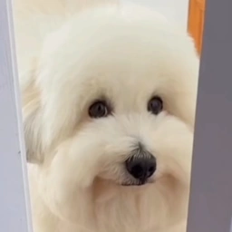 Bobby | Lootify Wiki | Fandom