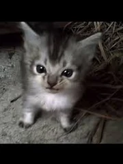 Oupi-Goupi | Wiki Lore de Lakaka | Fandom