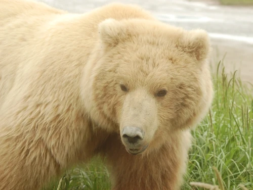 Bear of Golden Hair | Lore Wikia Wiki | Fandom