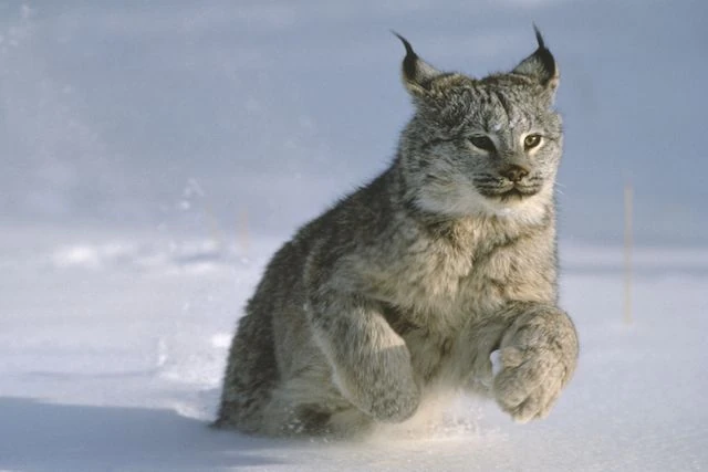 Tog Cat | Lore Wikia Wiki | Fandom