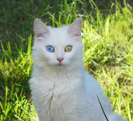 Syrell | Lore Wikia Wiki | Fandom