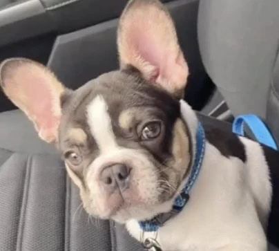 Daisy Mikaelson | Lorelei Gilbert Series Wiki | Fandom