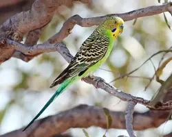 Budgerigar | Lorikeet’s Amazing Bird Wiki | Fandom