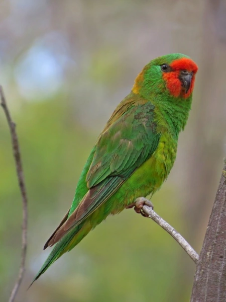 Little Lorikeet | Lorikeet’s Amazing Bird Wiki | Fandom