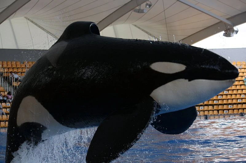 Keto | Loro Parque Cetaceans Wiki | Fandom