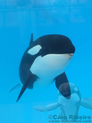 Morgan | Loro Parque Cetaceans Wiki | Fandom