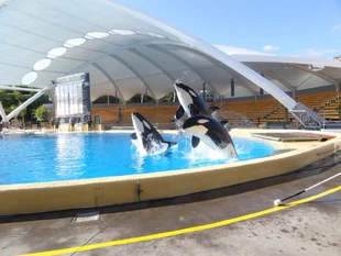 Category:Galería de Morgan | Loro Parque Cetaceans Wiki | Fandom