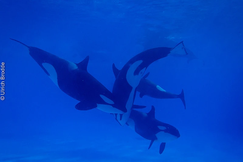 Category:Galería de Adan | Loro Parque Cetaceans Wiki | Fandom