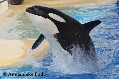 Tekoa | Loro Parque Cetaceans Wiki | Fandom