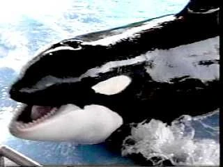 Category:Galeria de Keto | Loro parque killer whales Wiki | Fandom