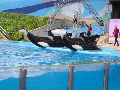 Category:Galeria de Keto | Loro parque killer whales Wiki | Fandom