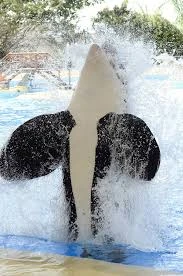 Category:Galeria de Keto | Loro parque killer whales Wiki | Fandom