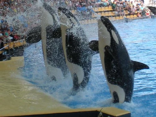 Category:Galeria de Keto | Loro parque killer whales Wiki | Fandom