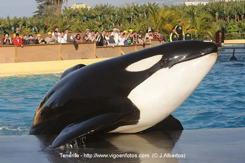 Category:Galeria de Keto | Loro parque killer whales Wiki | Fandom