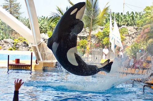 Category:Galeria de Keto | Loro parque killer whales Wiki | Fandom