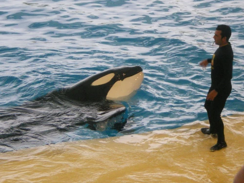 Category:Galeria de Keto | Loro parque killer whales Wiki | Fandom