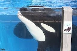 Category:Galeria de Keto | Loro parque killer whales Wiki | Fandom