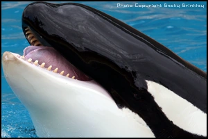 Category:Galeria de Keto | Loro parque killer whales Wiki | Fandom