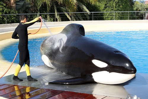 Category:Galeria de Keto | Loro parque killer whales Wiki | Fandom