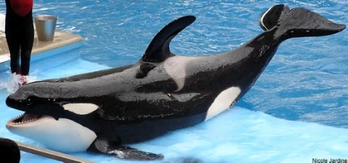 Category:Galeria de Keto | Loro parque killer whales Wiki | Fandom