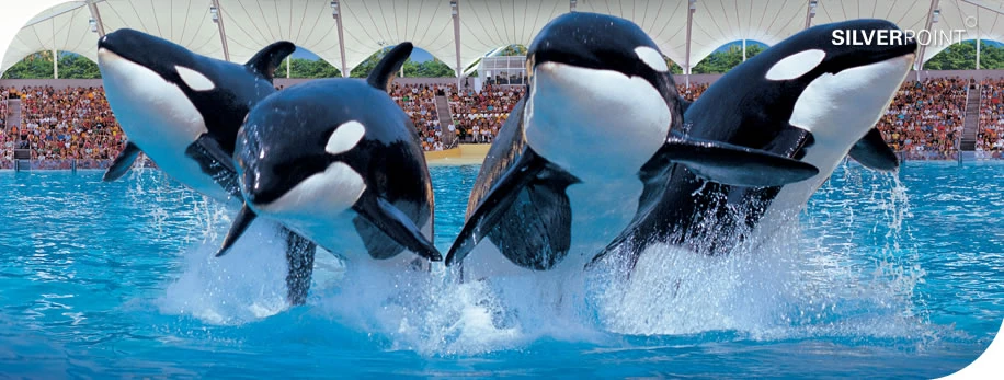 Category:Galeria de Tekoa | Loro parque killer whales Wiki | Fandom