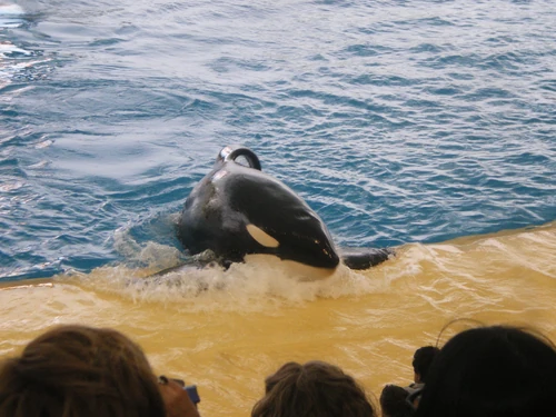 Category:Galeria de Keto | Loro parque killer whales Wiki | Fandom