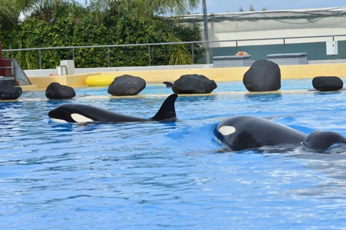 Category:Galeria de Keto | Loro parque killer whales Wiki | Fandom