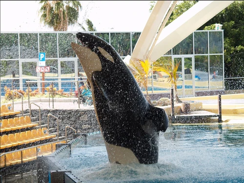Category:Galeria de Keto | Loro parque killer whales Wiki | Fandom