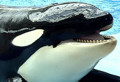 Category:Galeria de Keto | Loro parque killer whales Wiki | Fandom