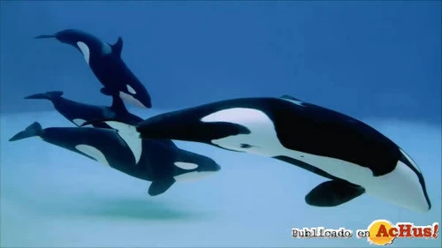 Category:Galeria de Keto | Loro parque killer whales Wiki | Fandom