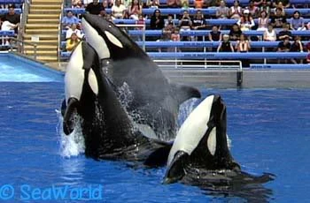 Category:Galeria de Keto | Loro parque killer whales Wiki | Fandom