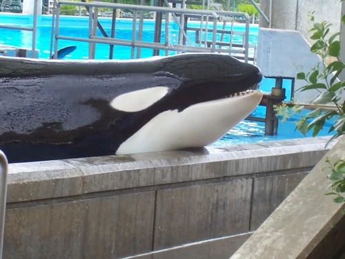 Category:Galeria de Keto | Loro parque killer whales Wiki | Fandom