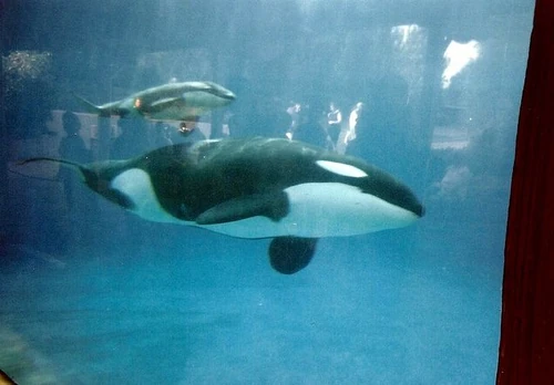 Category:Galeria de Keto | Loro parque killer whales Wiki | Fandom