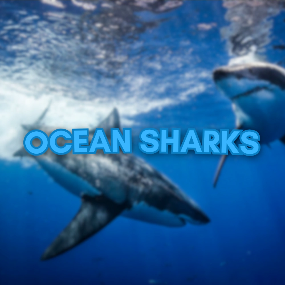 Ocean Sharks | Lorraines Big Brother Wiki | Fandom