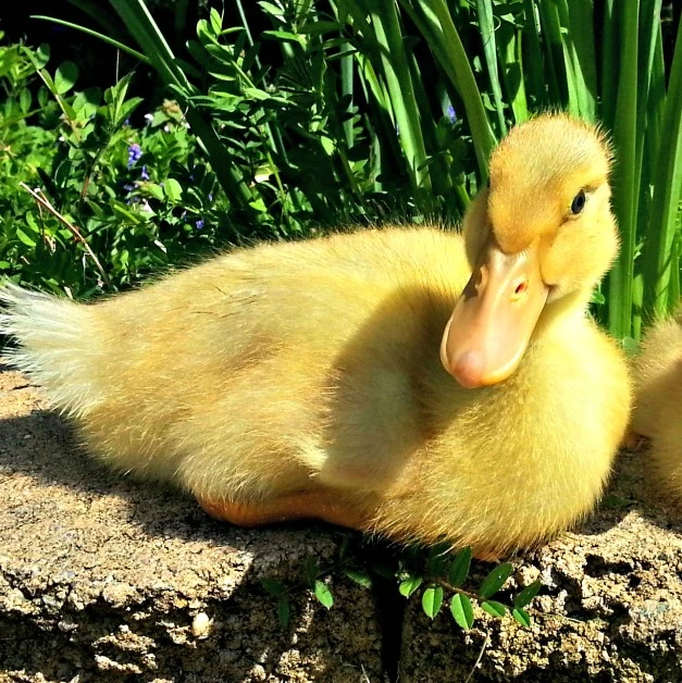 El Pato the Duck | Los Cincos Wiki | Fandom