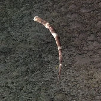 Tushkano tail | Lost Alpha Wiki | Fandom