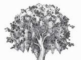 Category:Ruewen | Keeper of the Lost Cities Wiki | Fandom