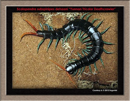 Death Crawler | Lost Tapes Fanon Wikia | Fandom