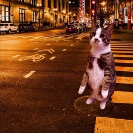 Discuss Everything About Wikia Lost Media | Fandom