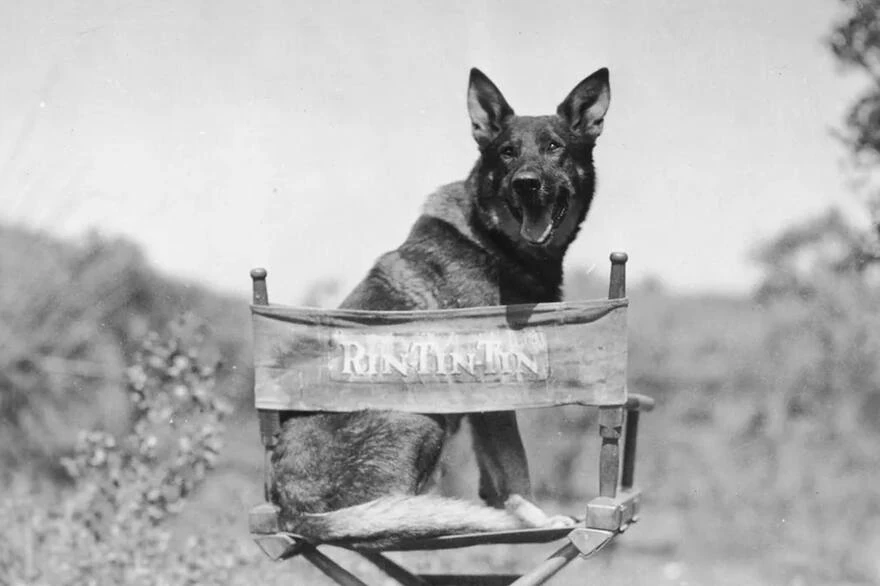Rin Tin Tin (filmografía parcialmente perdida; 1922-1932) | Wikia Lost ...