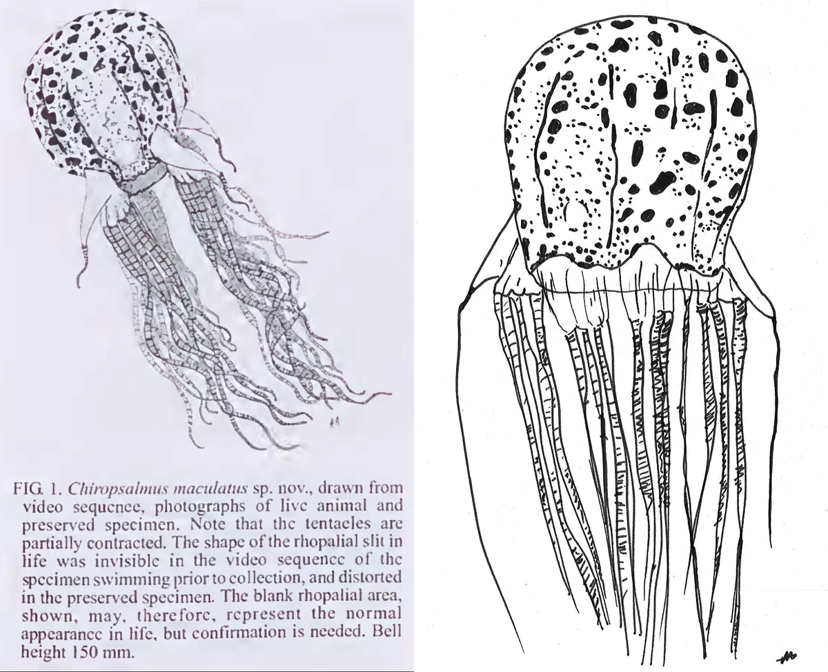 Chirodectes maculatus (metraje perdido de animal marino; 1997) | Wikia ...