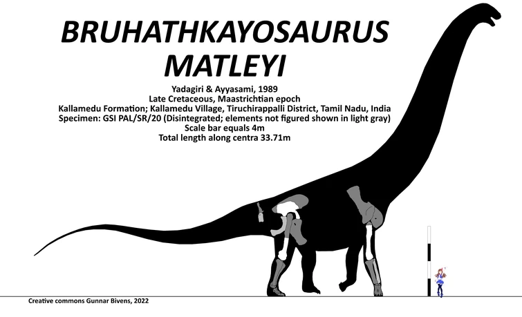 Bruhathkayosaurus holotype (Lost dinosaur fossil; 1987) | Lost Media ...