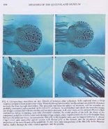 Chirodectes maculatus (metraje perdido de animal marino; 1997) | Wikia ...