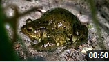 Toads exploding! (video musical de Nat Geo Kids perdido; 2010s) | Wikia ...