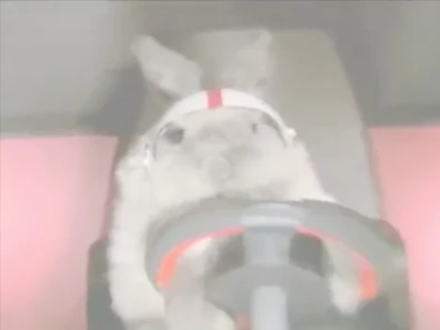 Race Rabbit (Nickelodeon Commercial Break Version) | Lost Media Archive ...