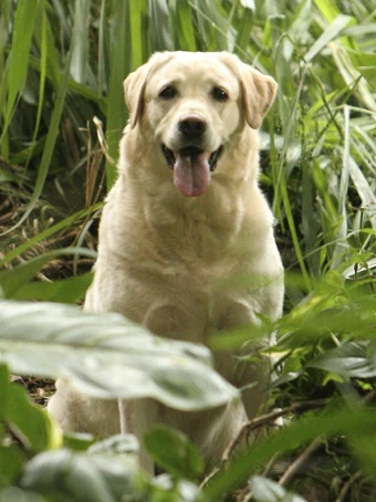 Vincent | Lost Wiki | Fandom