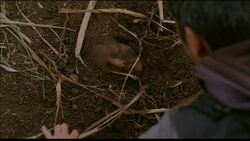 Danielle Rousseau | Lost Wiki | Fandom